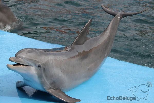 Deke (SFDK) | Captive Cetaceans Wiki | Fandom