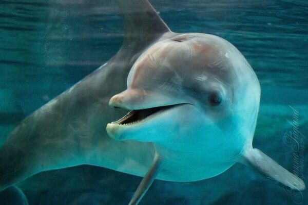 Fenah Kwz Captive Cetaceans Wiki Fandom