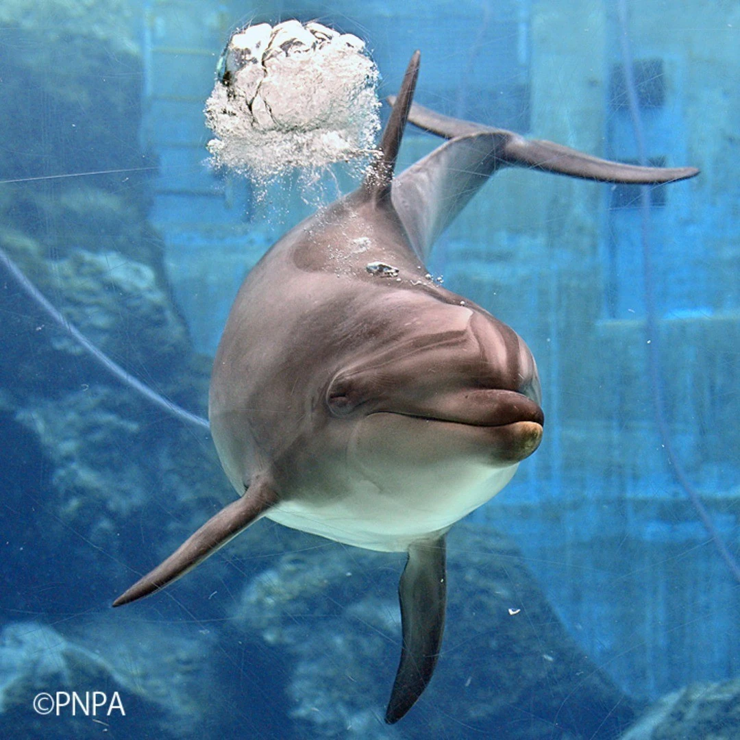 Yu (PNPA) | Captive Cetaceans Wiki | Fandom