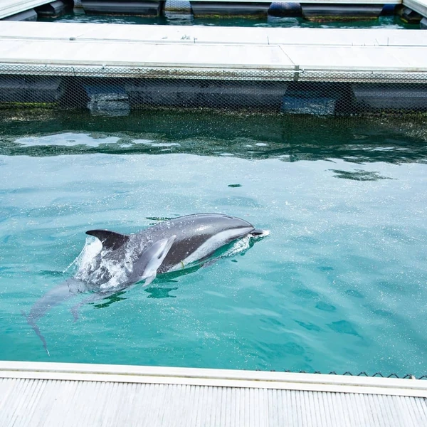Anisu (RRO) | Captive Cetaceans Wiki | Fandom