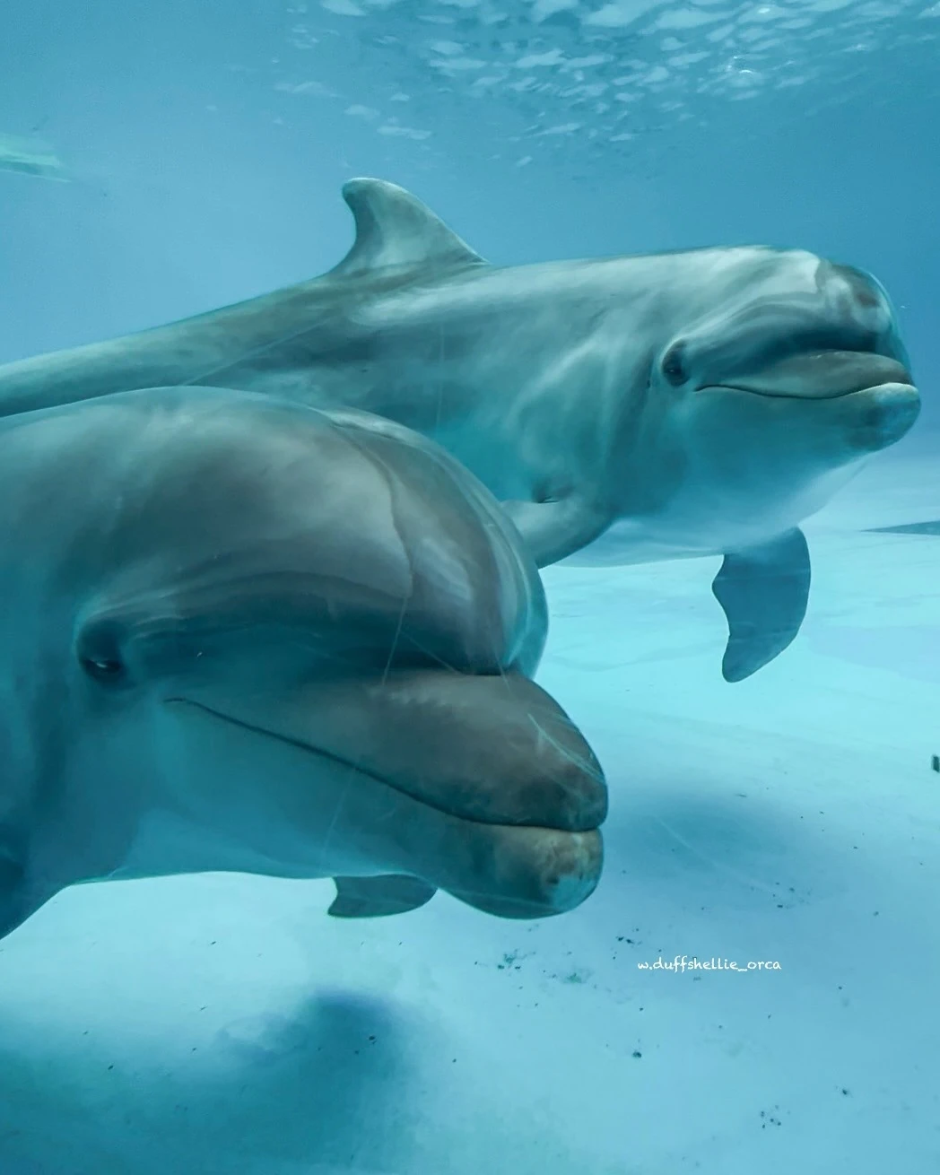 Luna (KSW) | Captive Cetaceans Wiki | Fandom