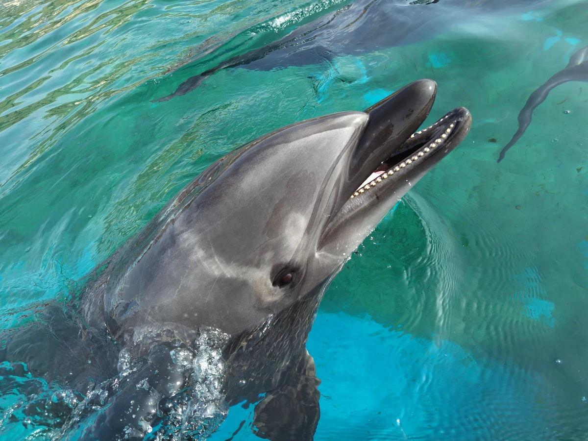 Rough (YHSP) | Captive Cetaceans Wiki | Fandom