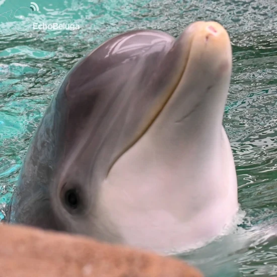 Vortex (SWF) | Captive Cetaceans Wiki | Fandom