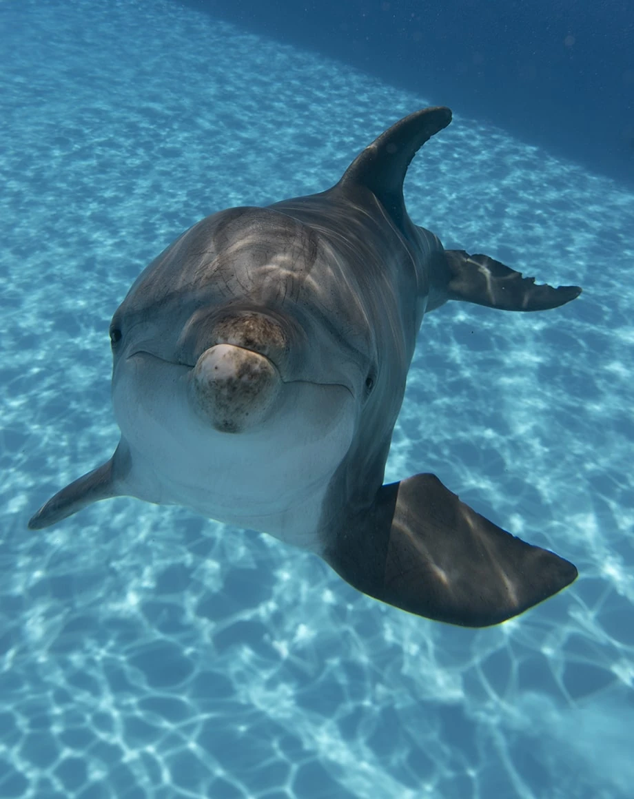 Pacina (LP) | Captive Cetaceans Wiki | Fandom