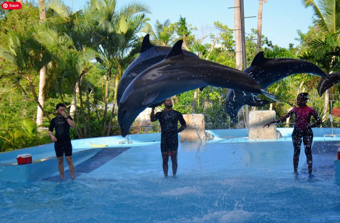 Manatí Park Bavaro | Captive Cetaceans Wiki | Fandom