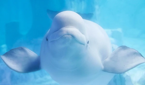 Yulka (LOC) | Captive Cetaceans Wiki | Fandom