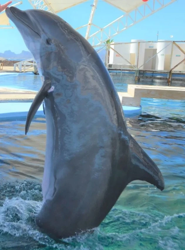 Risho (DSO) | Captive Cetaceans Wiki | Fandom