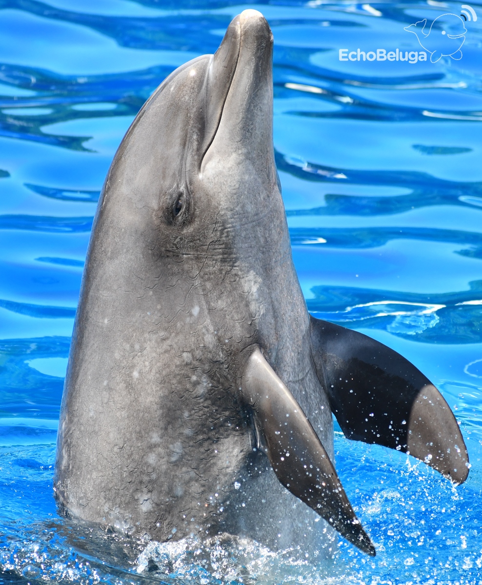 Sandy III (SWC) | Captive Cetaceans Wiki | Fandom Sandy III (SWC) | Captive Cetaceans Wiki | Fandom
