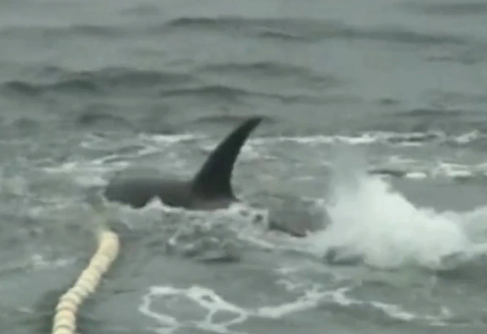 AGR-OO-C0302 | Captive Cetaceans Wiki | Fandom