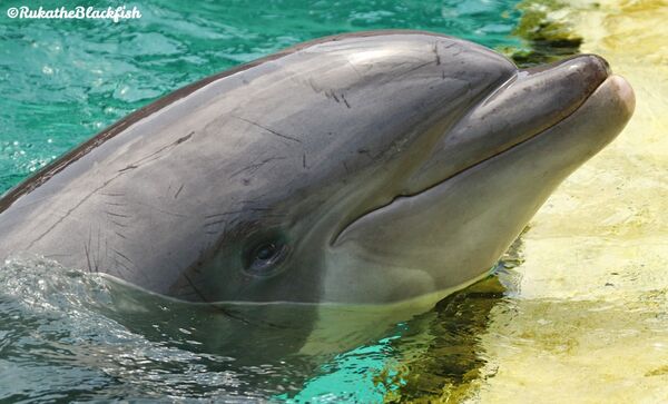 Crunch Swc Captive Cetaceans Wiki Fandom