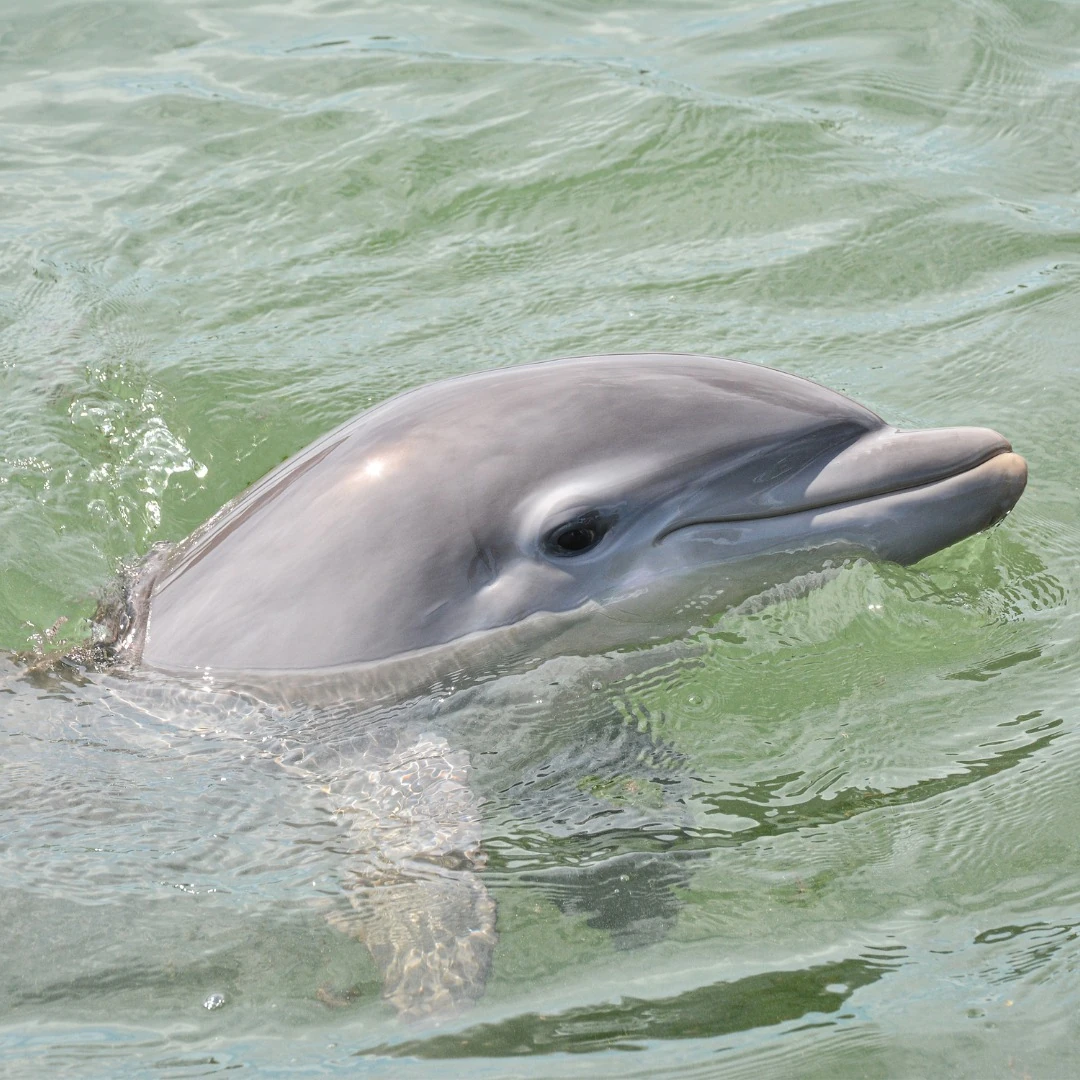 Morada (DRC) | Captive Cetaceans Wiki | Fandom