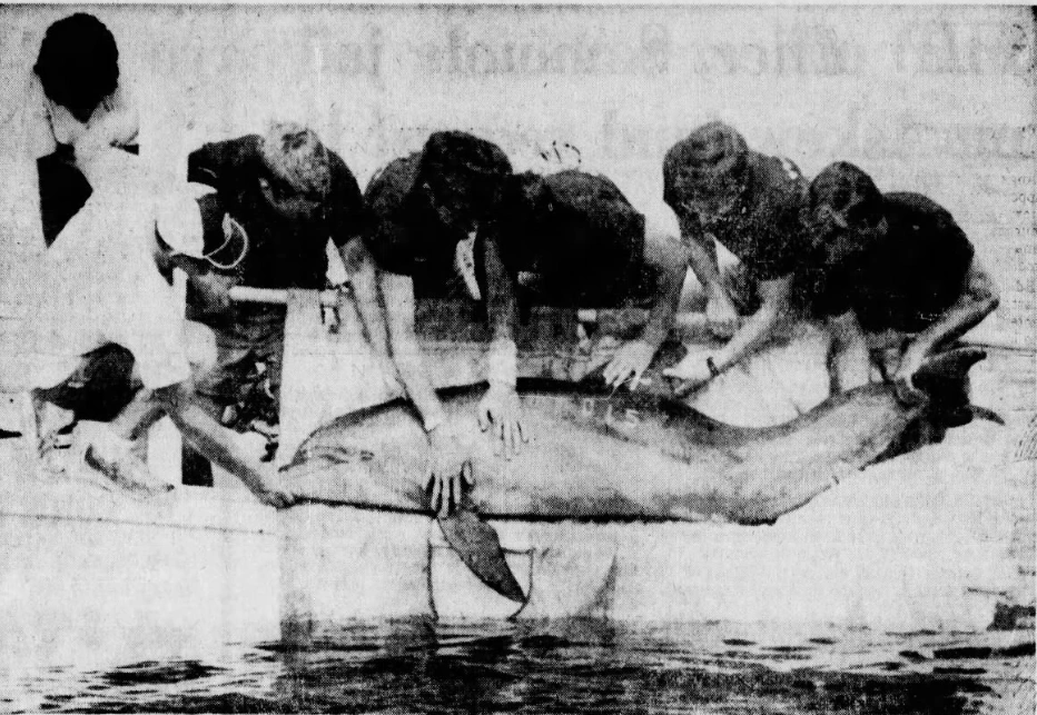 15 (SWF) | Captive Cetaceans Wiki | Fandom