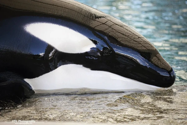 Makaio (SWF) | Captive Cetaceans Wiki | Fandom