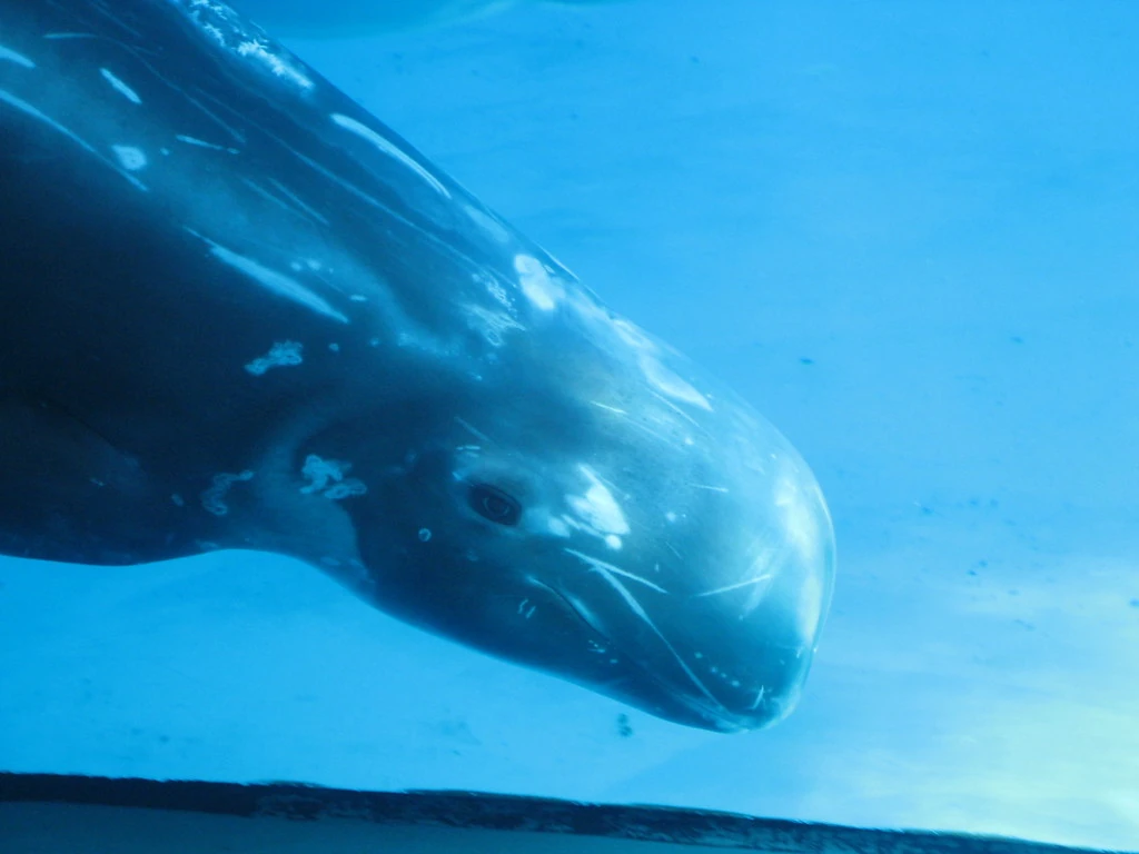 Mary G (OLT) | Captive Cetaceans Wiki | Fandom