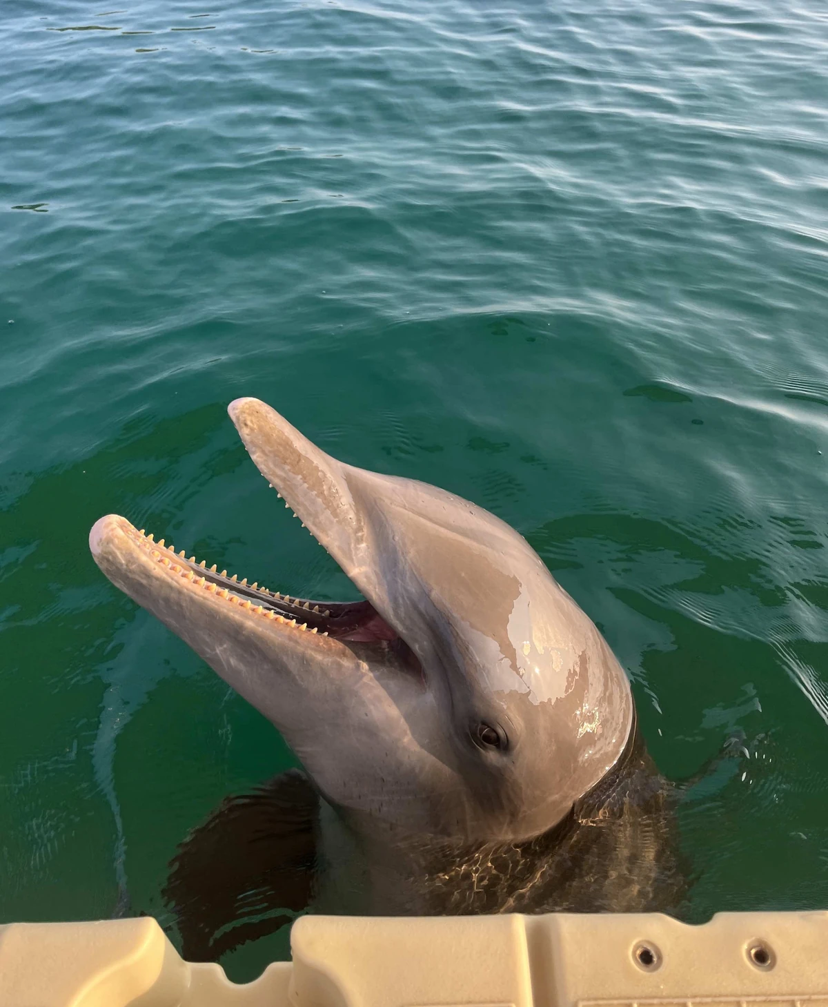 French (RIMS) | Captive Cetaceans Wiki | Fandom