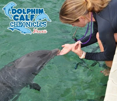 Lehua (DQH) | Captive Cetaceans Wiki | Fandom