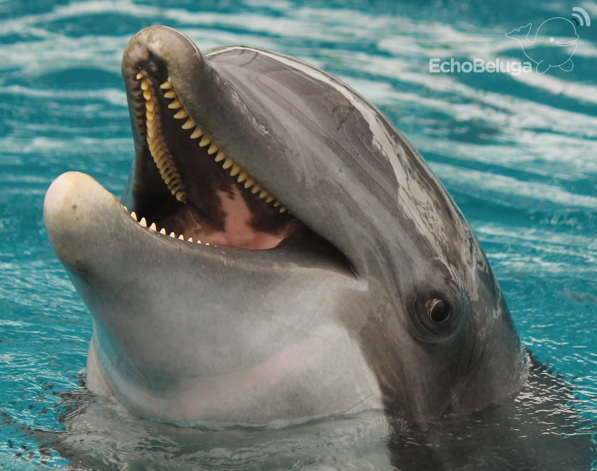 Notchfin (SWT) | Captive Cetaceans Wiki | Fandom