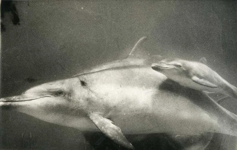 Lady Dimple (BW) | Captive Cetaceans Wiki | Fandom