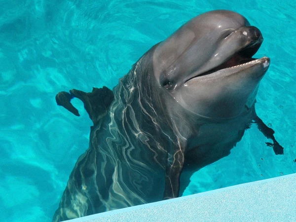 Pudding (MBL) | Captive Cetaceans Wiki | Fandom