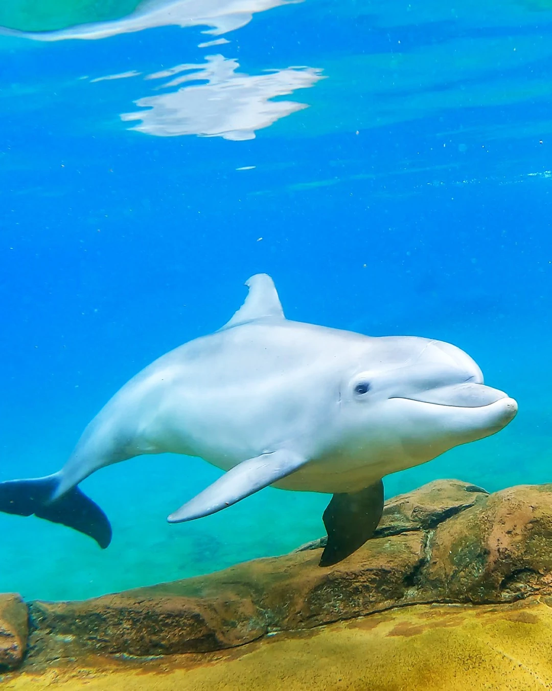 Moby (SWF) | Captive Cetaceans Wiki | Fandom