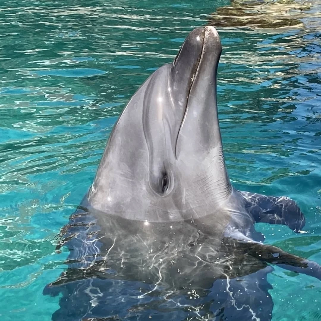 Ninufa (RRO) | Captive Cetaceans Wiki | Fandom