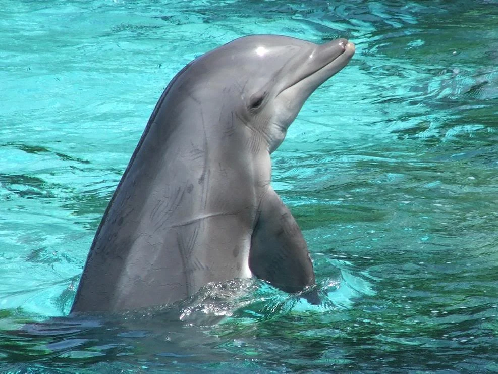 Charlie (USN) | Captive Cetaceans Wiki | Fandom