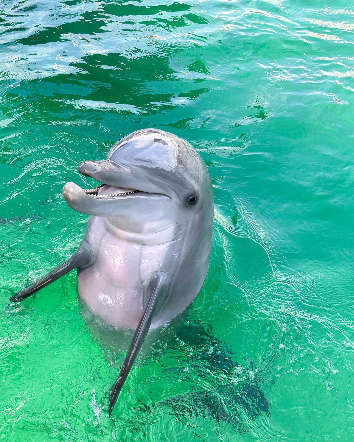 Lady Aces (CWOP) | Captive Cetaceans Wiki | Fandom