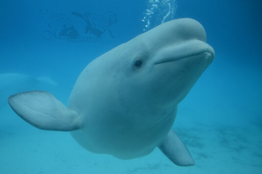 Xavier Ii Mlc Captive Cetaceans Wiki Fandom