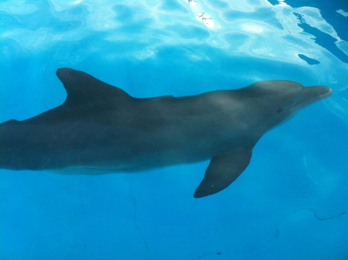 Buster (IMMS) | Captive Cetaceans Wiki | Fandom