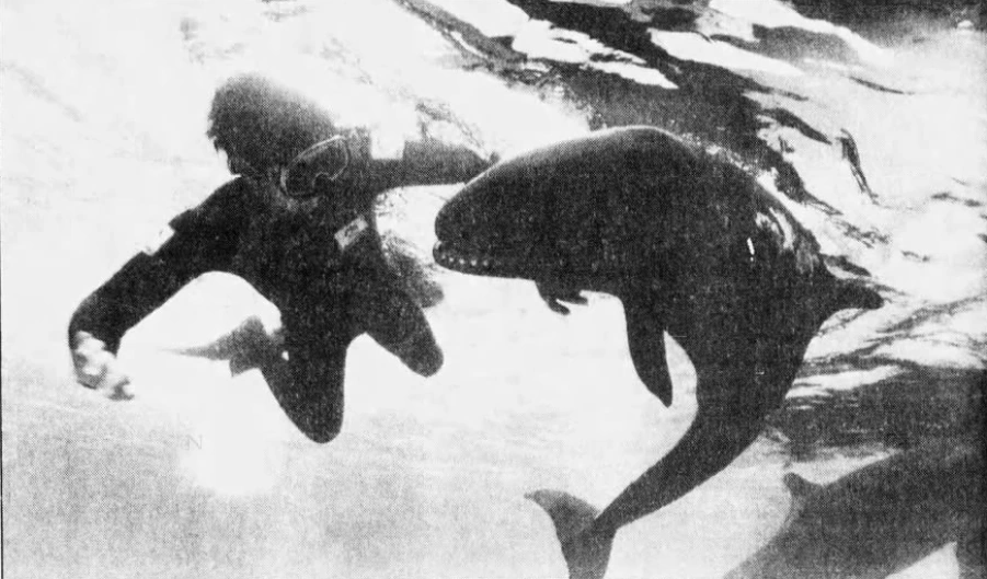 Sable (SWF) | Captive Cetaceans Wiki | Fandom