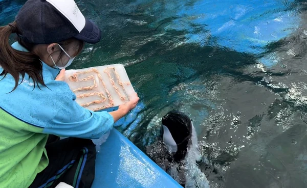 Sarah (SUM) | Captive Cetaceans Wiki | Fandom