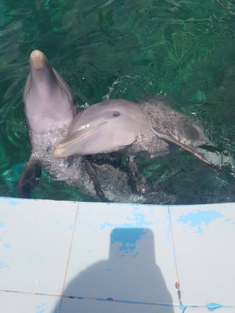 Rafa Acb Captive Cetaceans Wiki Fandom