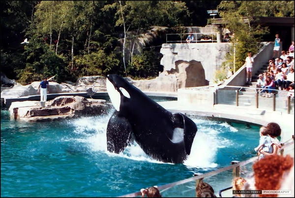 Hyak II (VAQ) | Captive Cetaceans Wiki | Fandom