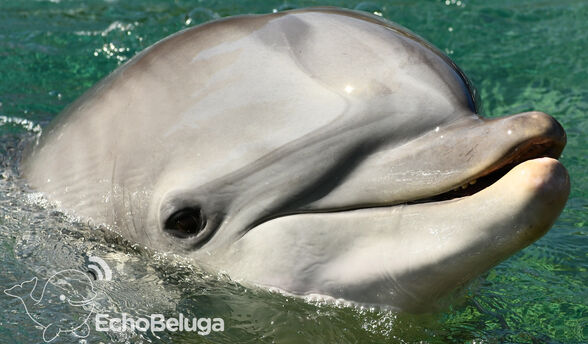 Yoko Dc Captive Cetaceans Wiki Fandom