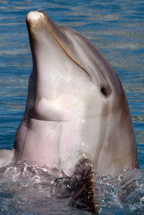 Atlas (AB) | Captive Cetaceans Wiki | Fandom