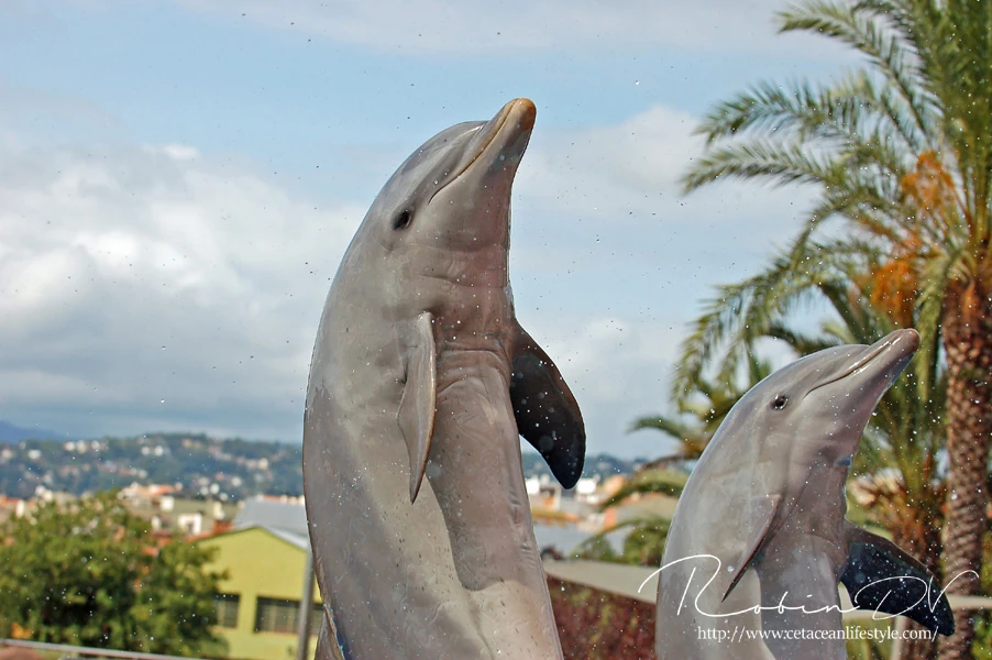 Calima (MLCA) | Captive Cetaceans Wiki | Fandom