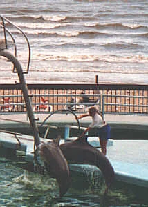 Breeze (DRC) | Captive Cetaceans Wiki | Fandom