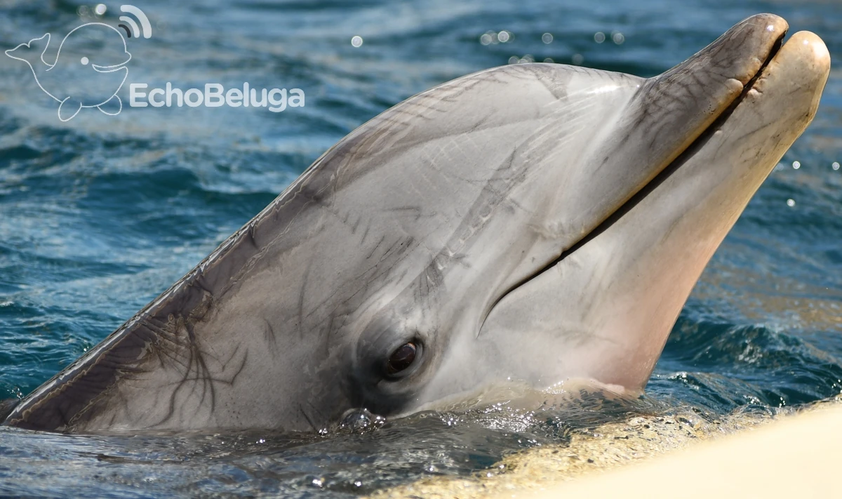 Cisco II (SWT) | Captive Cetaceans Wiki | Fandom