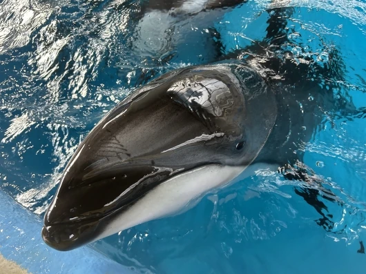 Kai (NJA) | Captive Cetaceans Wiki | Fandom