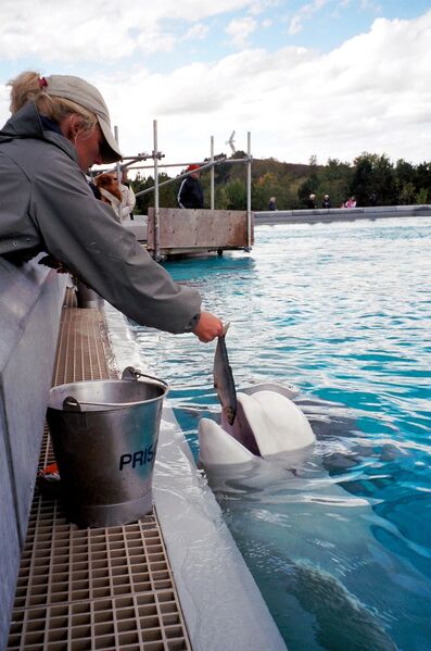 Priscilla Mlc Captive Cetaceans Wiki Fandom