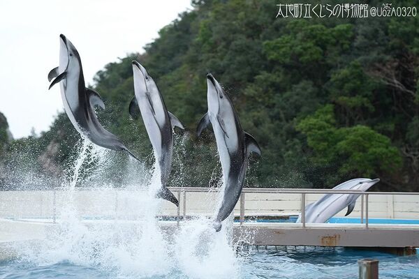 Hayate Twm Captive Cetaceans Wiki Fandom