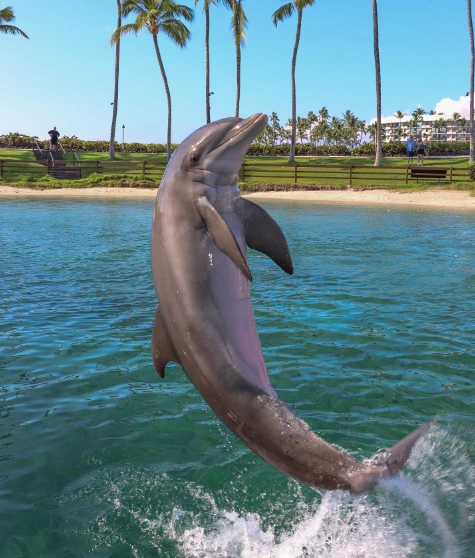 Kekoa (DQH) | Captive Cetaceans Wiki | Fandom