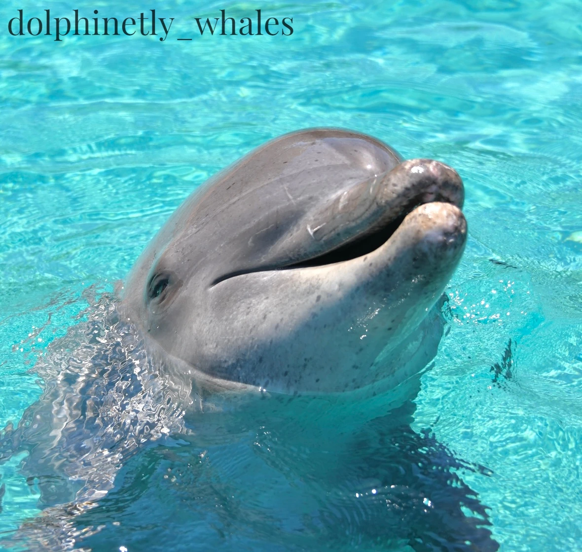 RB (SWGC) | Captive Cetaceans Wiki | Fandom