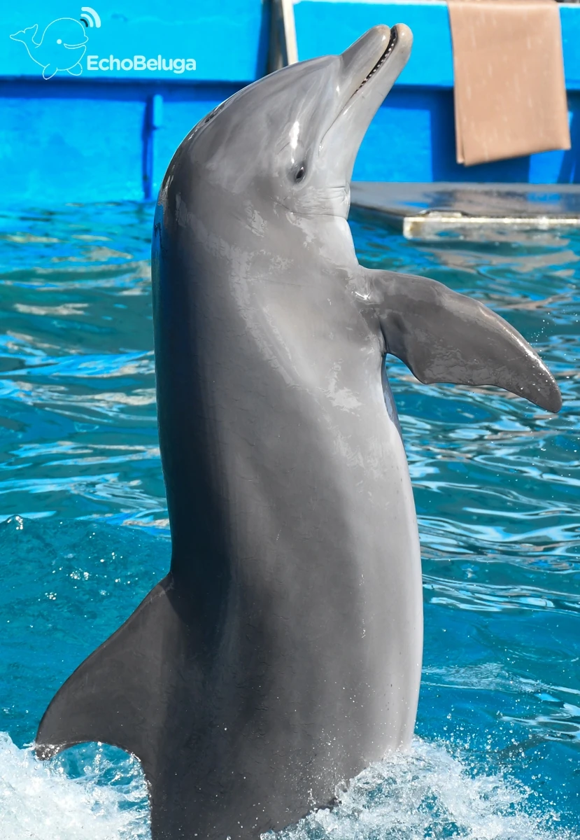 Gemini (MSQ) | Captive Cetaceans Wiki | Fandom