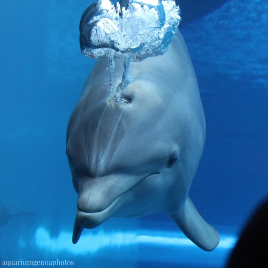 Luna II (ACG) | Captive Cetaceans Wiki | Fandom