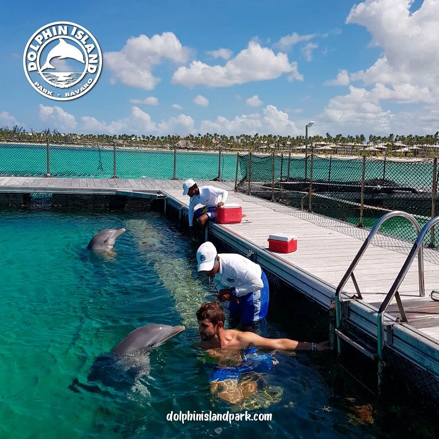 Dolphin Island Park | Captive Cetaceans Wiki | Fandom