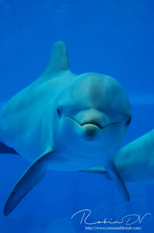 Anay (ACA) | Captive Cetaceans Wiki | Fandom