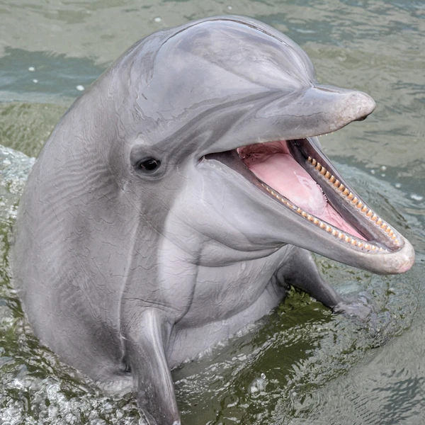 Diva (DRC) | Captive Cetaceans Wiki | Fandom