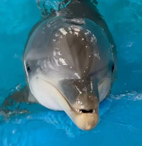 Lucy (DDM) | Captive Cetaceans Wiki | Fandom