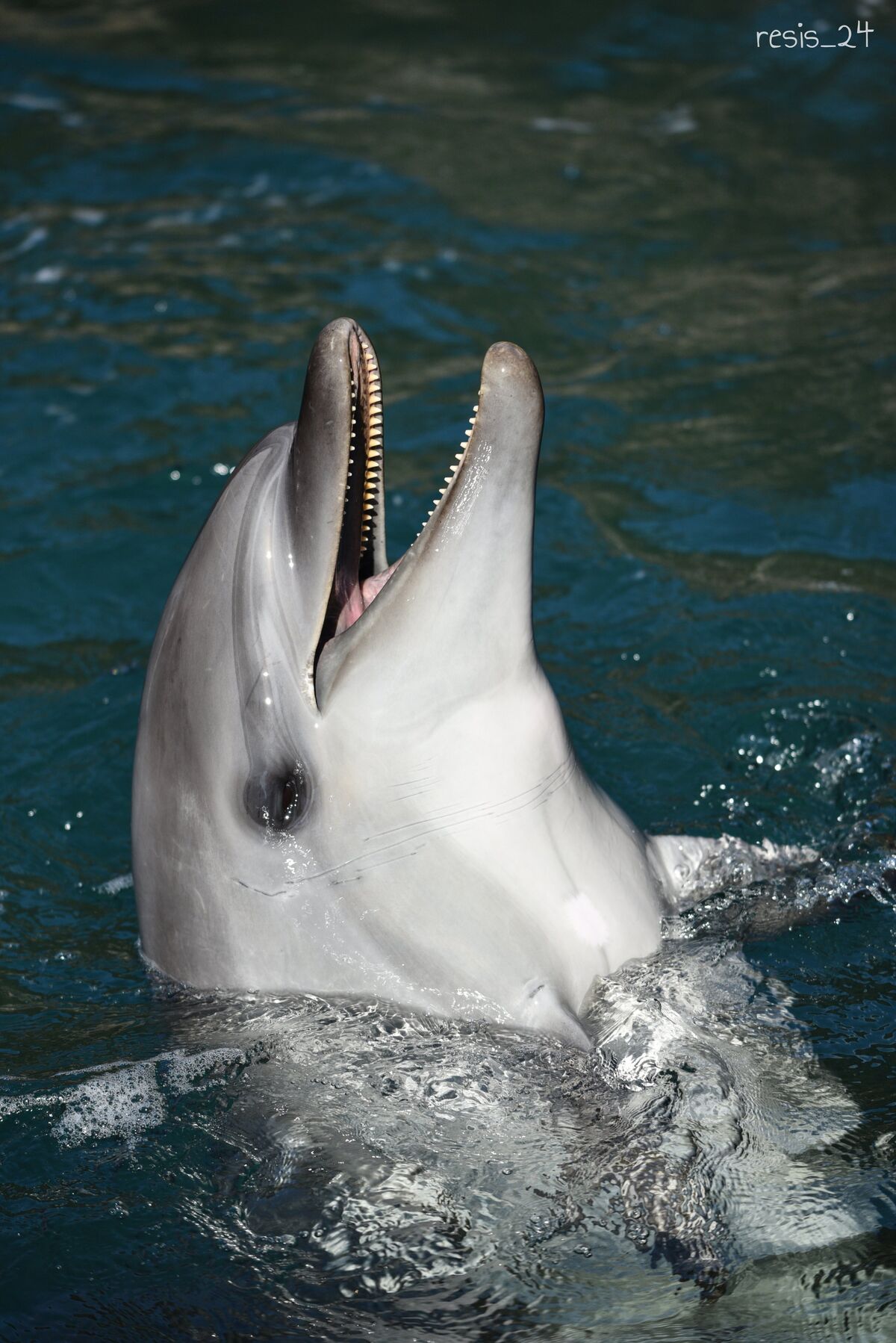 Luna Twm Captive Cetaceans Wiki Fandom